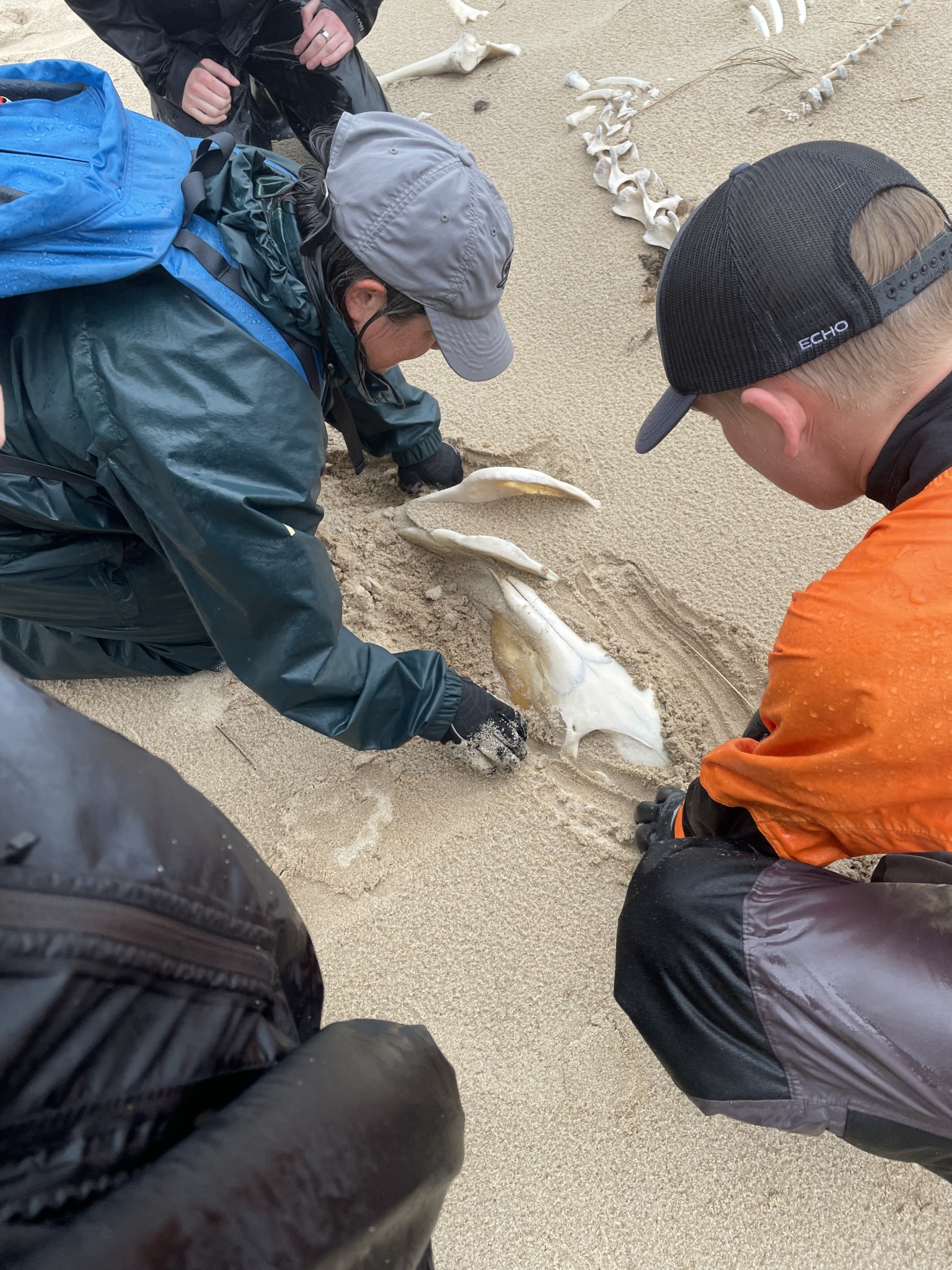 My Experience at Sable Island and How to Visit There Yourself – Echoes ...