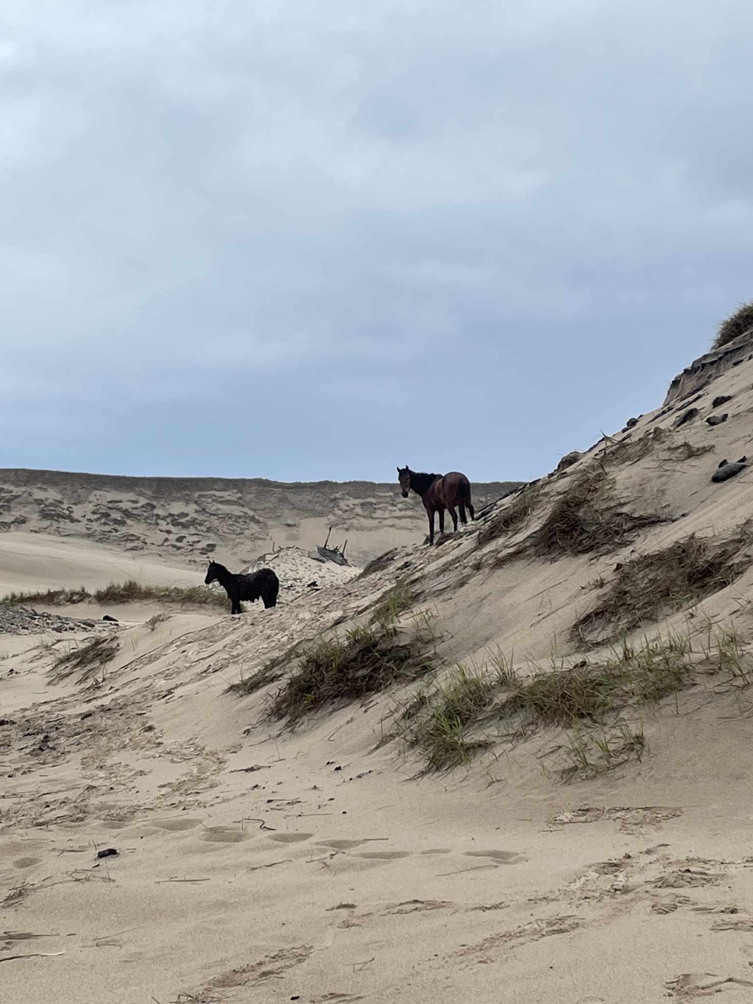 My Experience at Sable Island and How to Visit There Yourself – Echoes ...